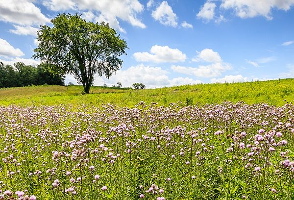 Coverage by State | CopperPoint Insurance Companies